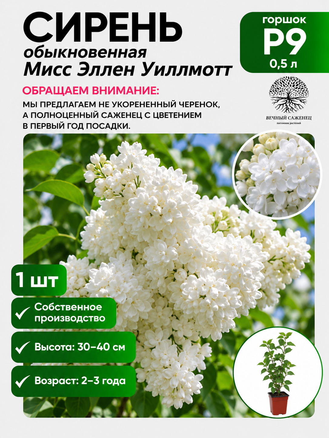 Сирень обыкновенная Мисс Эллен Уиллмотт, саженец для сада и дачи, декоративное растение для посадки