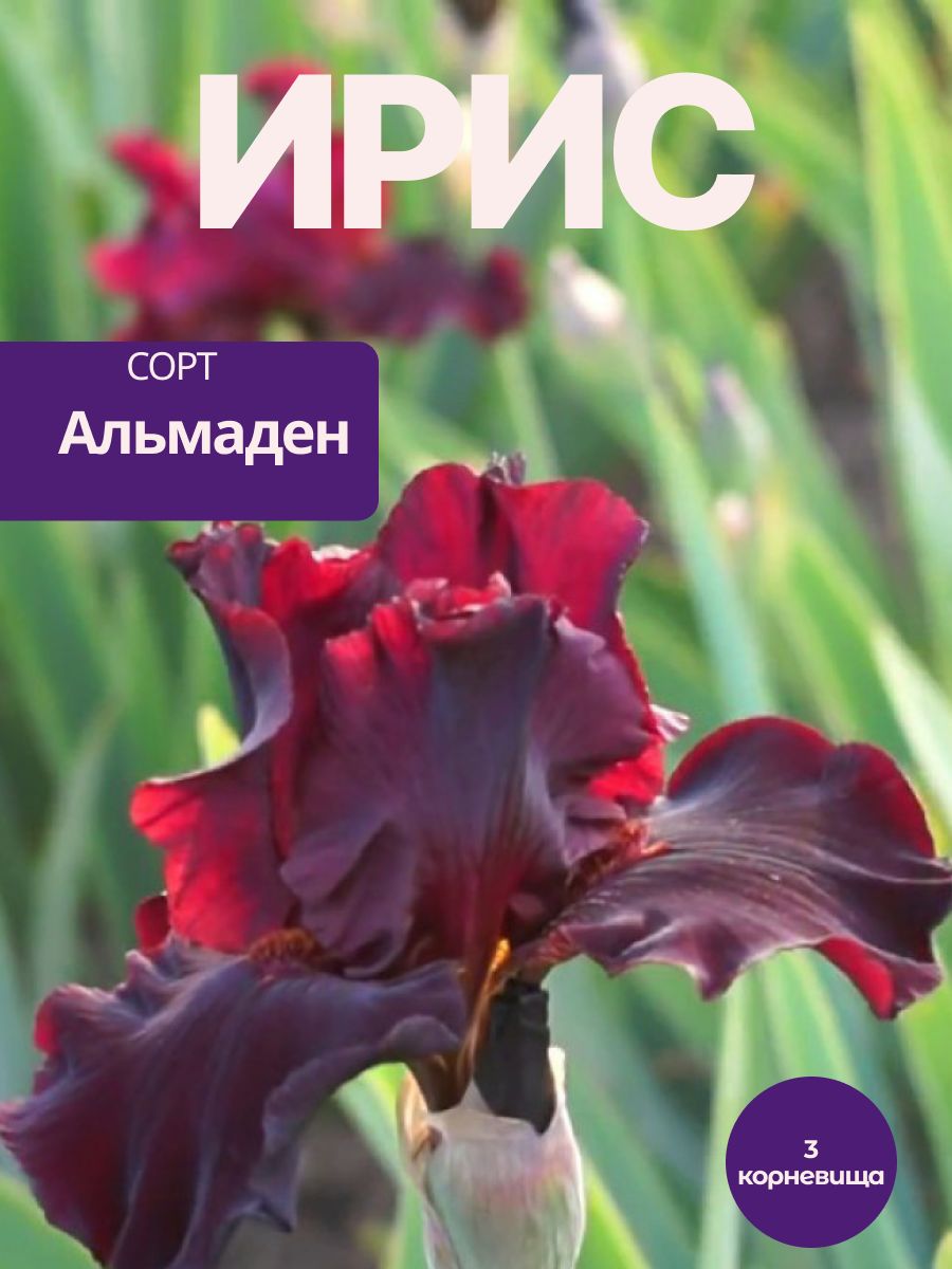 Ирис Альмаден, корневище 3 шт