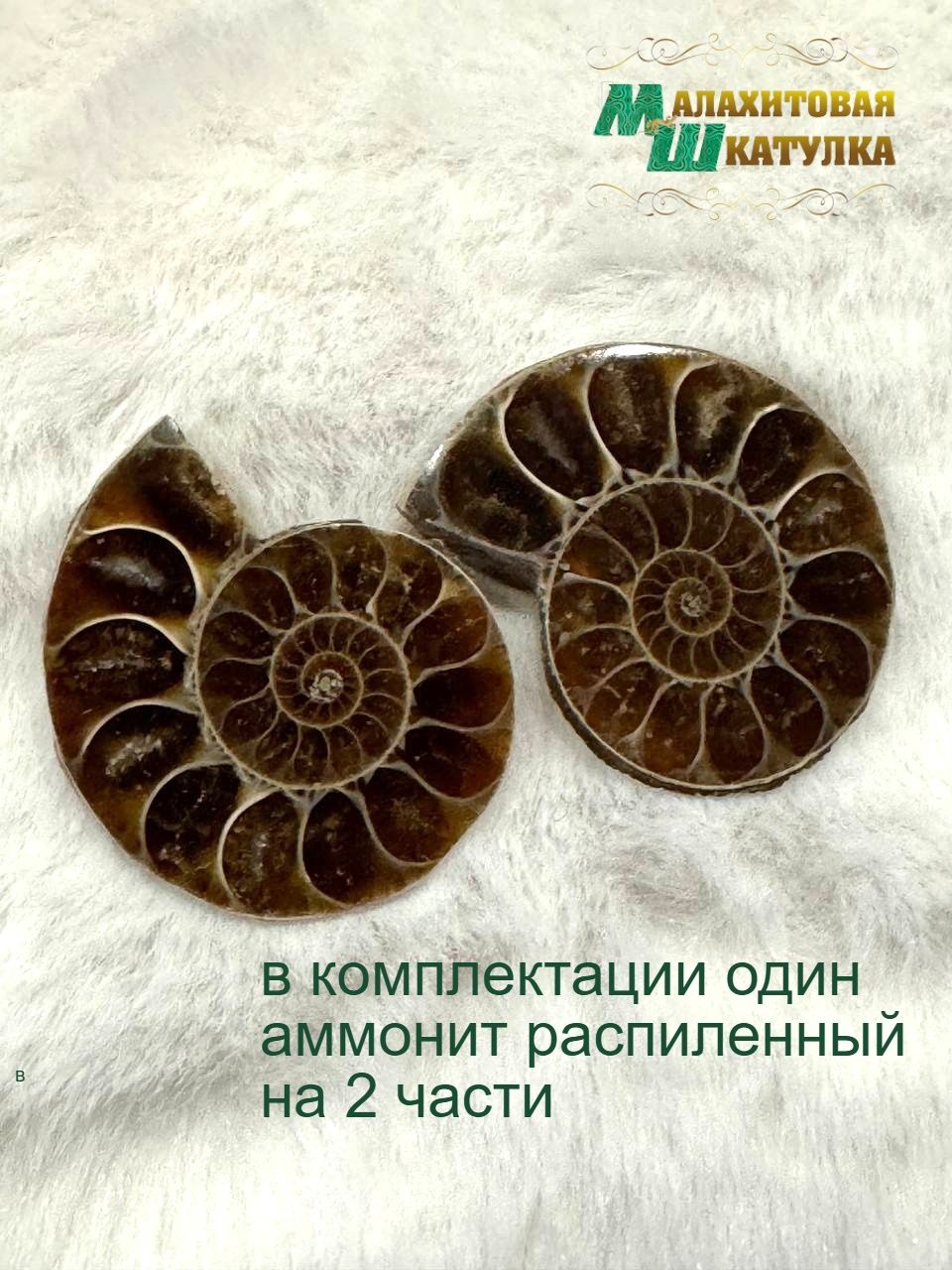 Аммонит природный — фото 1