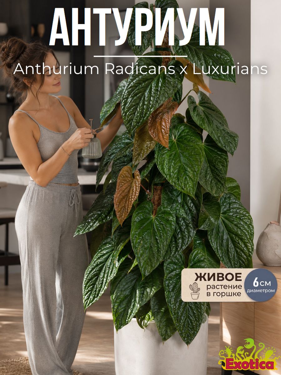 Антуриум Люксурианс Радиканс (Anthurium Radicans x Luxurians) D6см, комнатный цветок