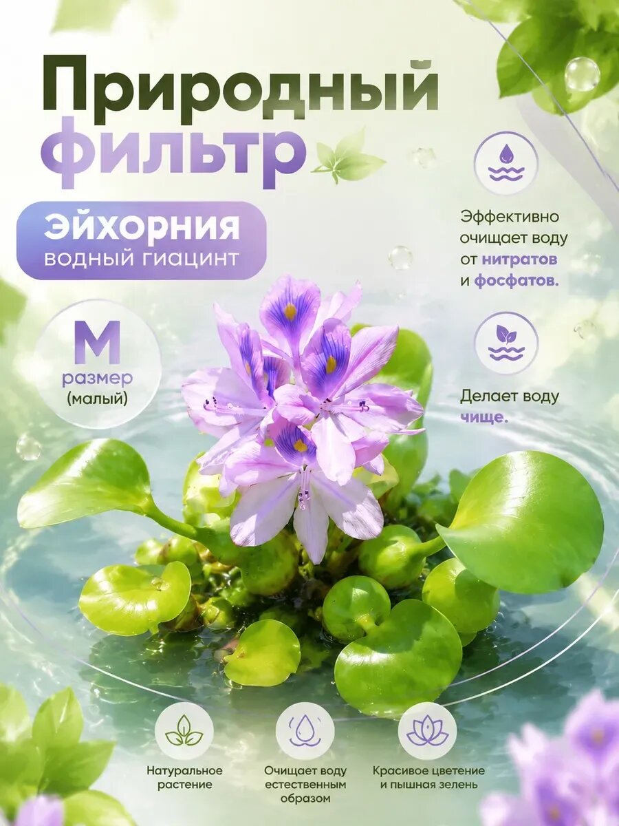 Эйхорния живое плавающее аквариумное растение размер M 1 шт.