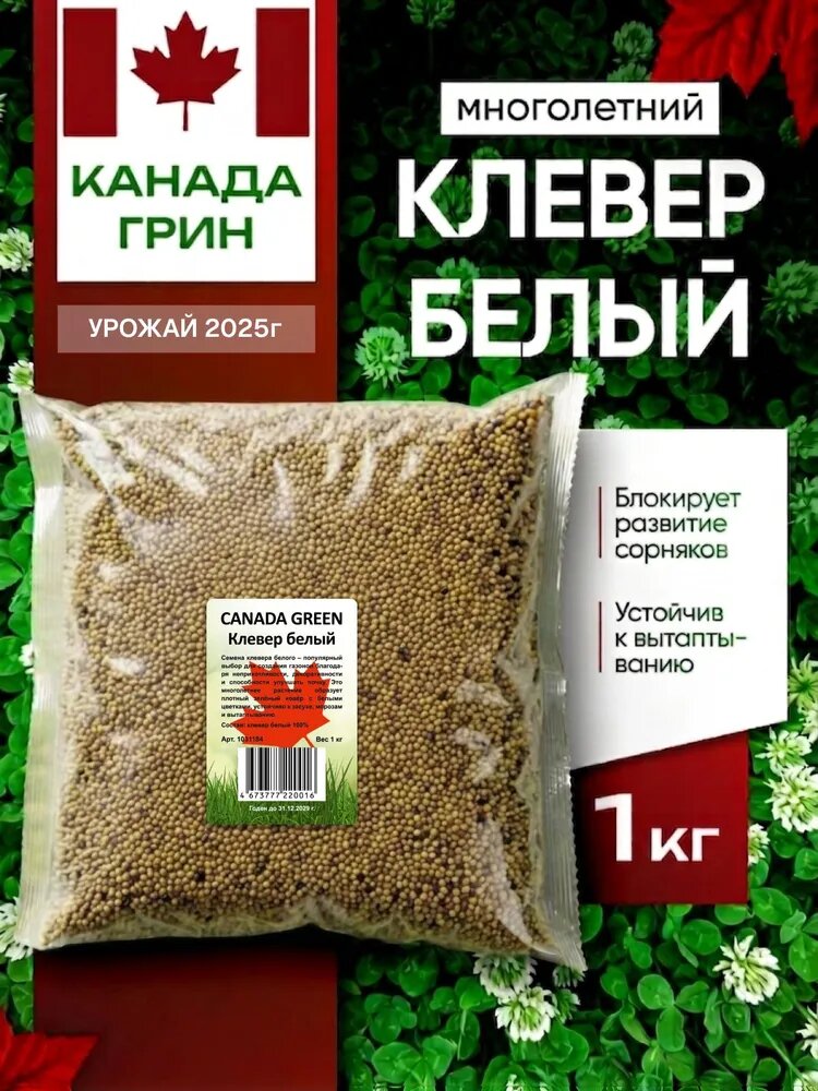 Белый клевер семена 1 кг, Канада Грин ползучий низкорослый