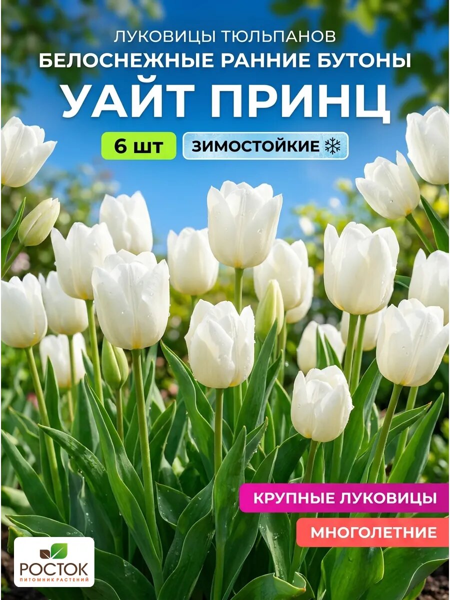 Луковицы многолетних тюльпанов 6 шт Уайт Принц