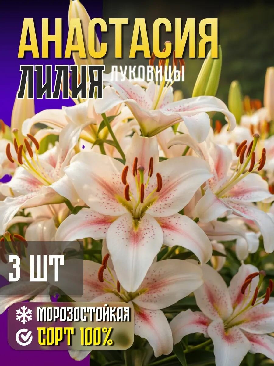 Луковицы лилии многолетние, новые популярные сорта 3 штуки