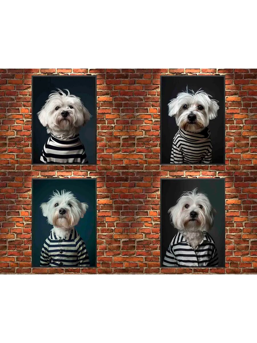 Собака-пленница Котон-де-Тулеара, 4 Плаката, 30x21см