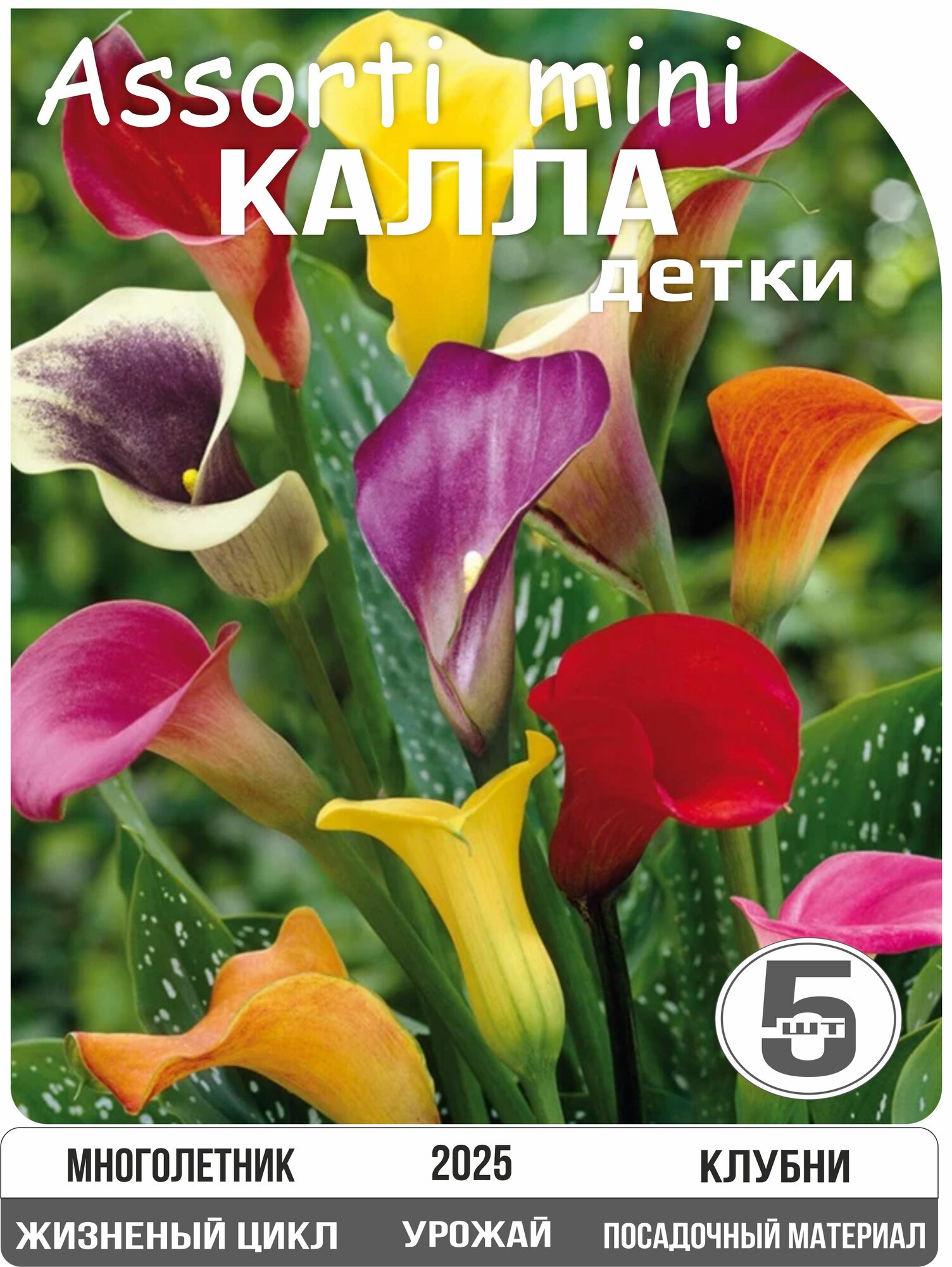 Каллы луковица, клубни, Детки, Ассорти сортов, 5 шт, высота 60 см