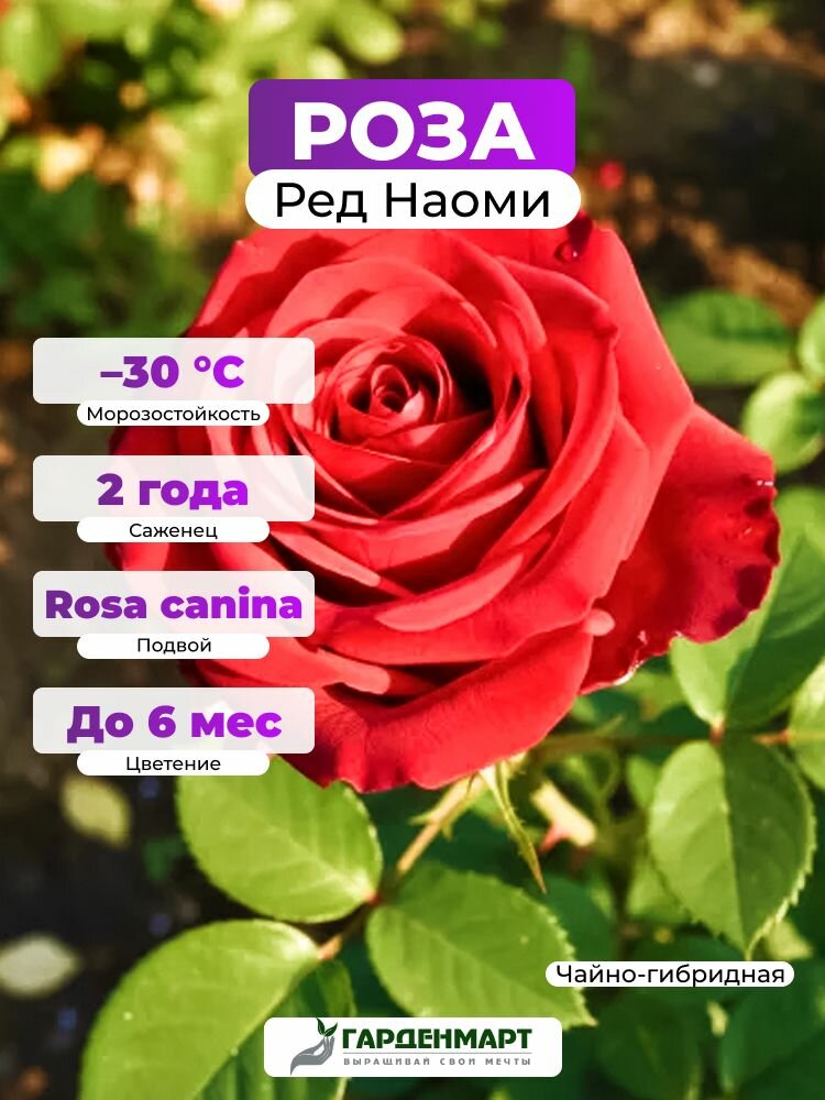 Саженец Роза чайно-гибридная Ред Наоми