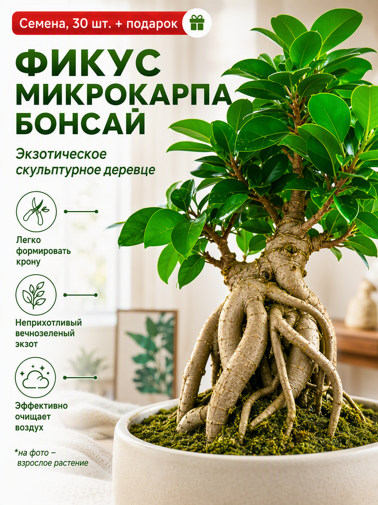 Фикус Микрокарпа Бонсай, Семена, 30 шт, семена комнатных растений