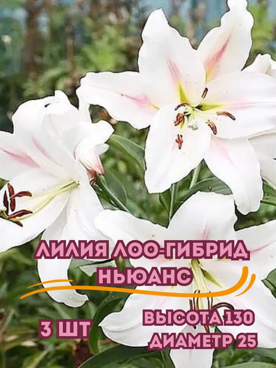 Лилия мартагон луковицы