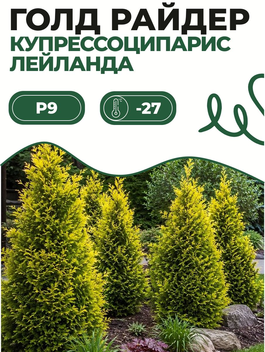 Купрессоципарис Лейланда Голд Райдер 1 шт. Саженец с ЗКС в горшке