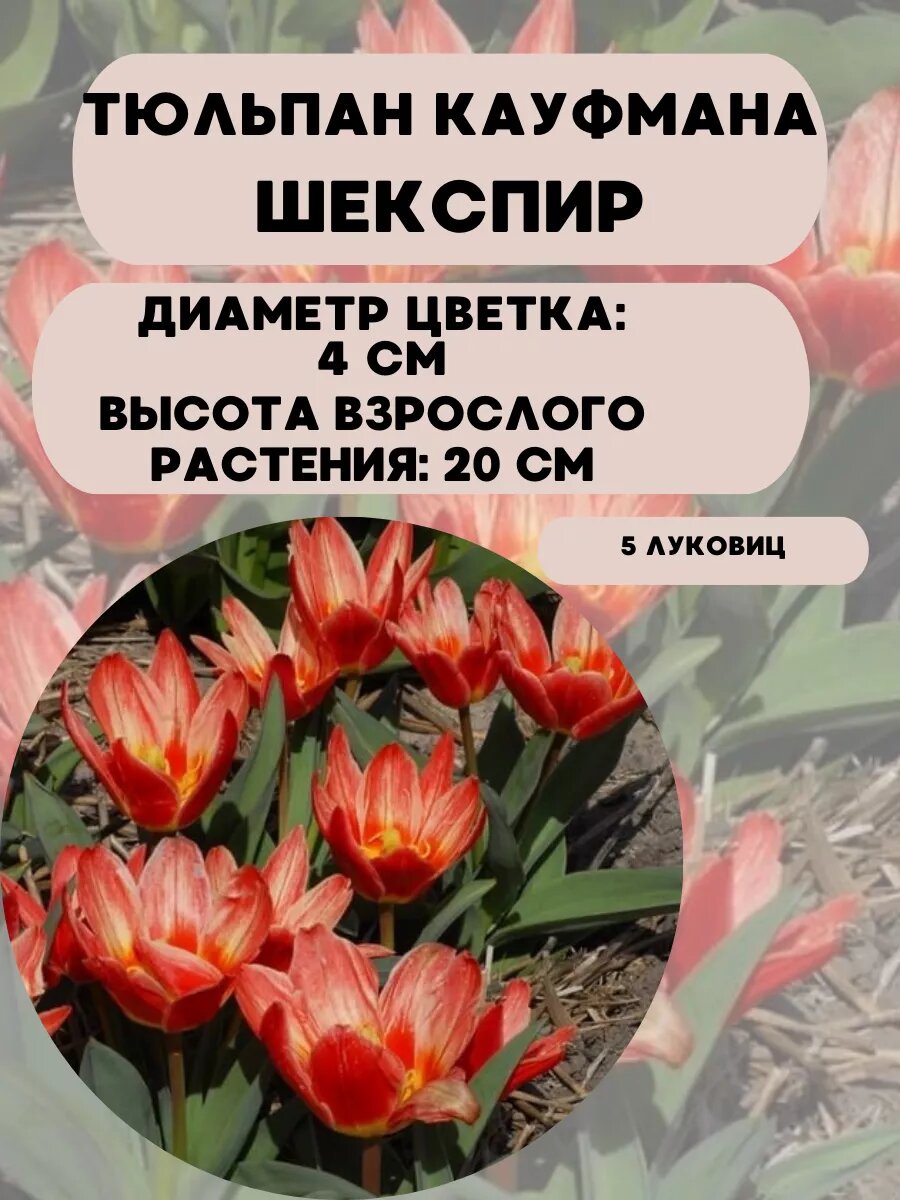 Луковицы тюльпана махровый попугайный
