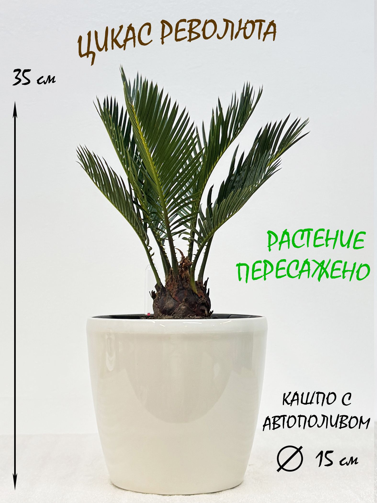 Цикас Революта в кремовом кашпо с автополивом, высота 30-35 см