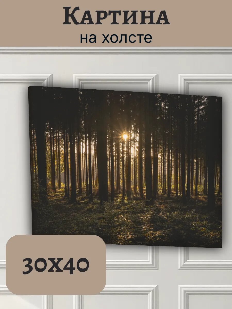 Картина Финляндия Finland 30x40 хвойный лес с солнечными