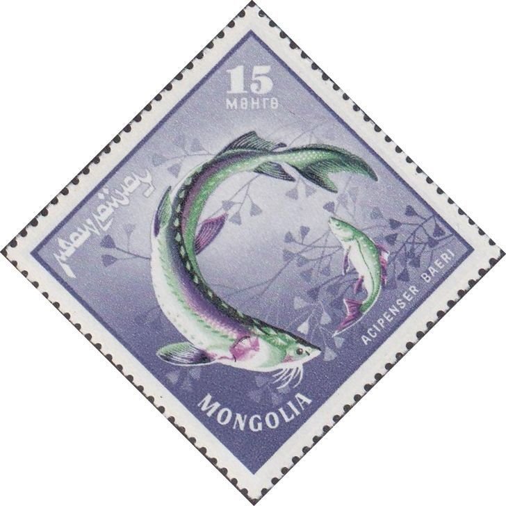 (1965-025) Марка Монголия "Осетр" Речные хищные рыбы III O