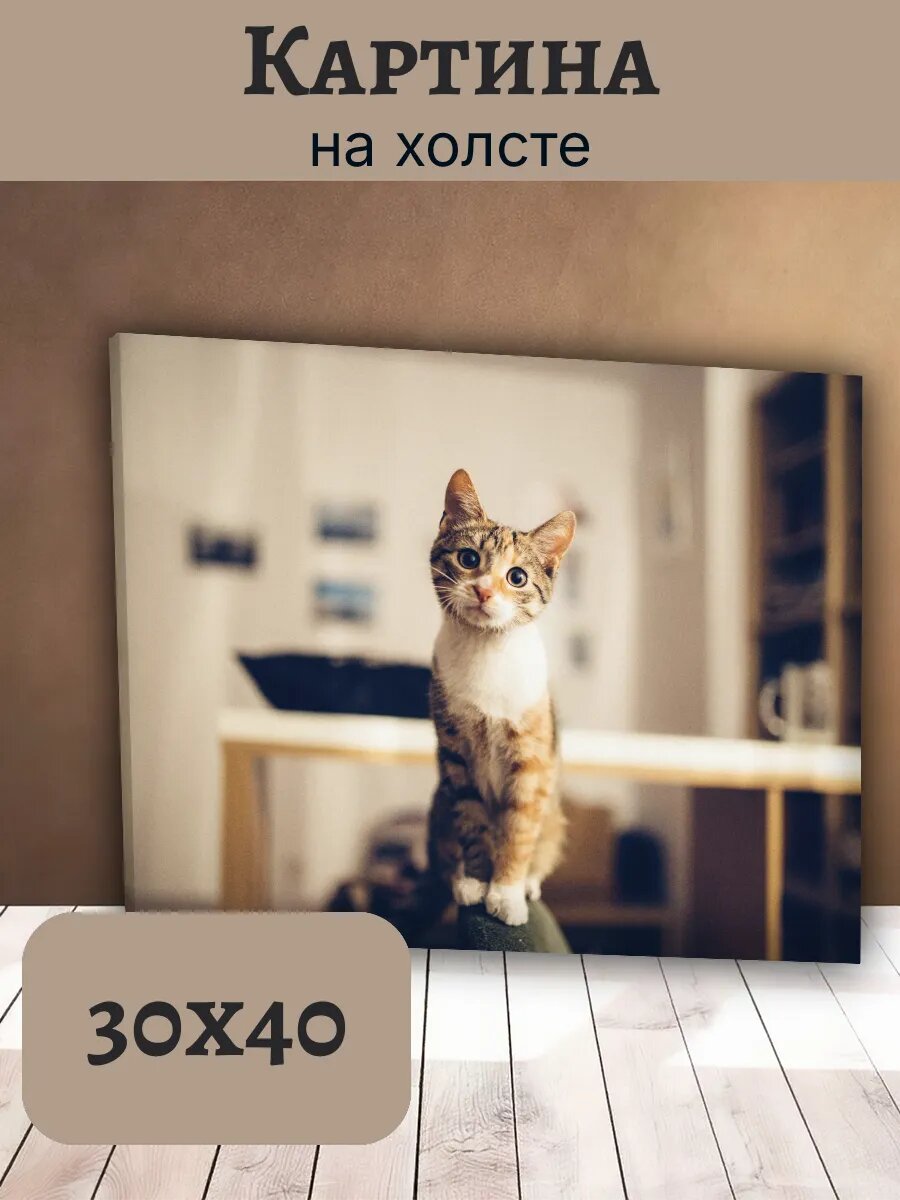 Картина Кот Кошка Cat 30x40 пушистый котенок на стуле