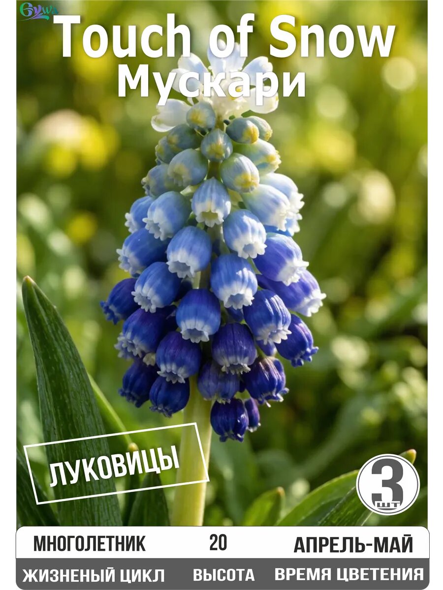 Мускари Тач оф Сноу, луковицы многолетние 3 шт