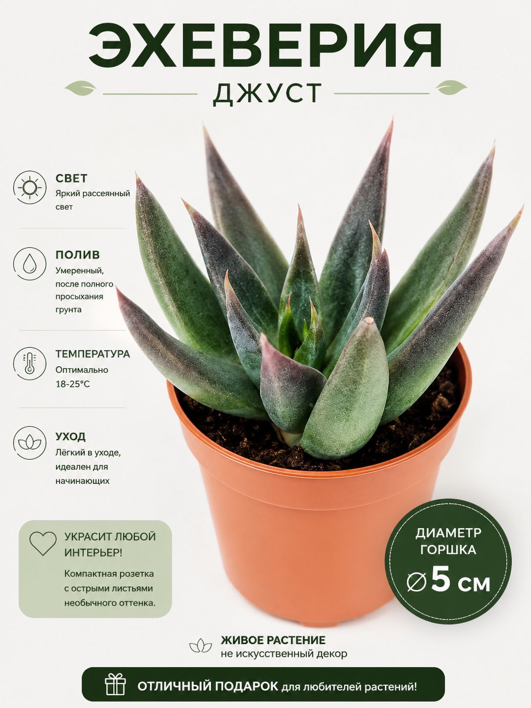Эхеверия Джуст (Echeveria Joost), суккулент живой, D-5 и открытка