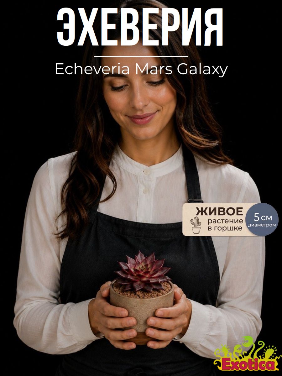 Эхеверия Марс Галакси (Echeveria Mars Galaxy) D5см, суккуленты живые