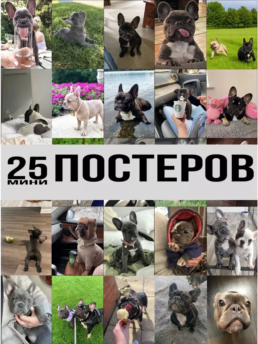 Постеры с собаками