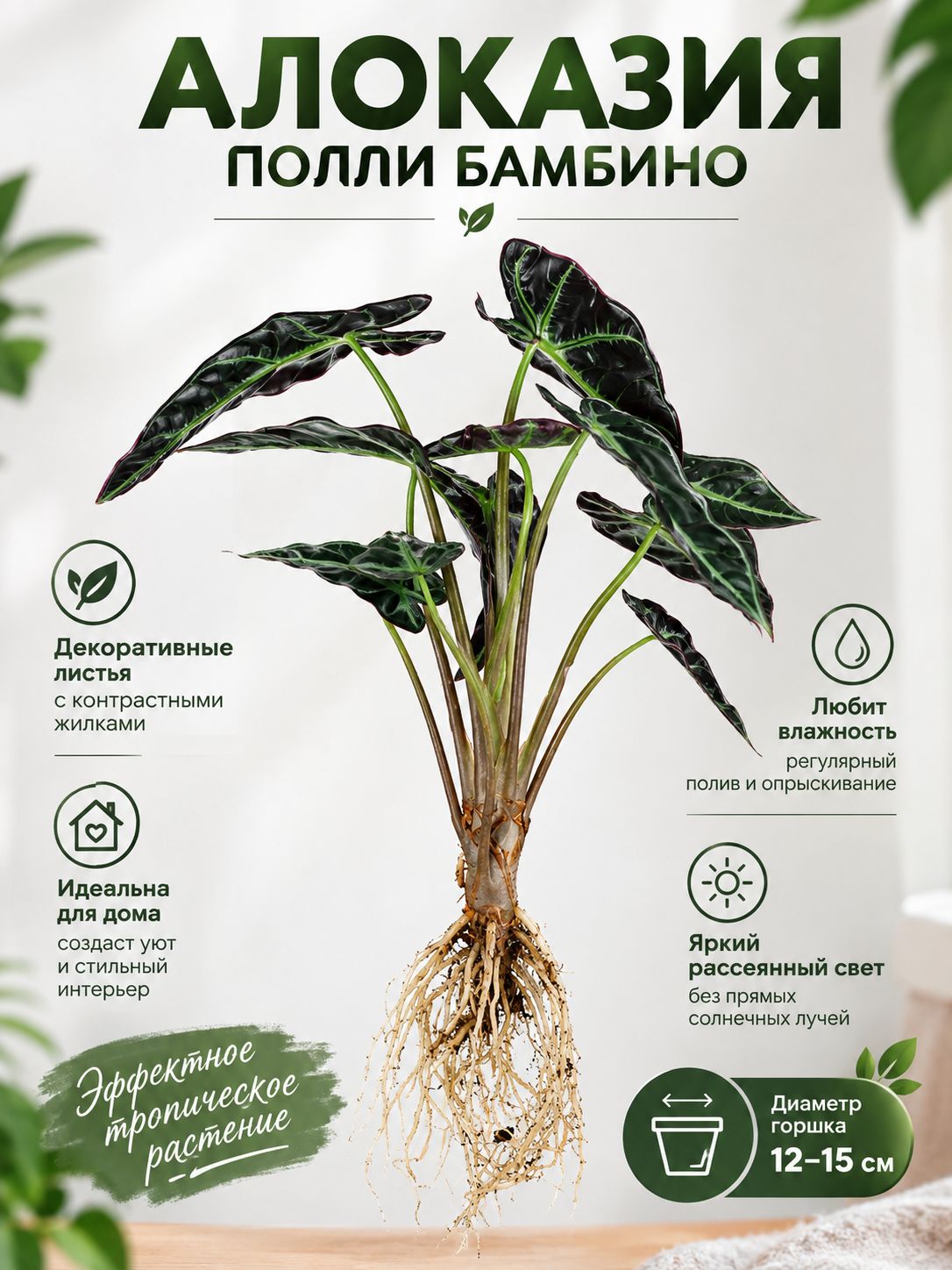 Алоказия Полли Бамбино с открытой корневой, живое растение