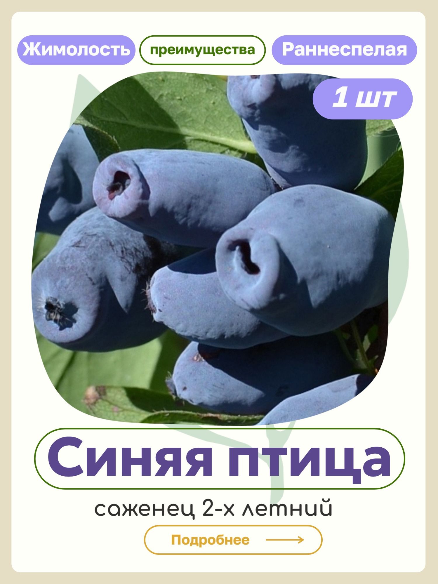 Саженец жимолости Синяя птица