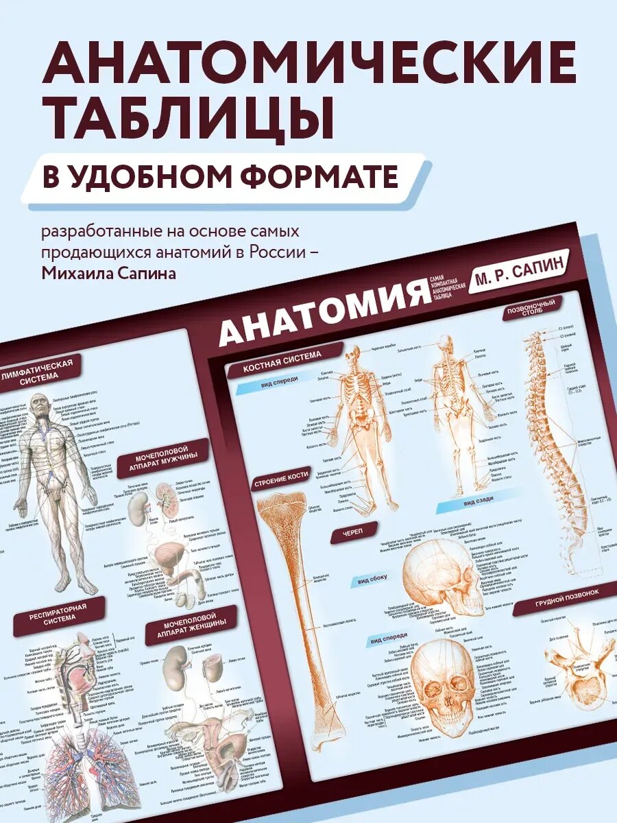 Книга Анатомия. Самая компактная анатомическая таблица