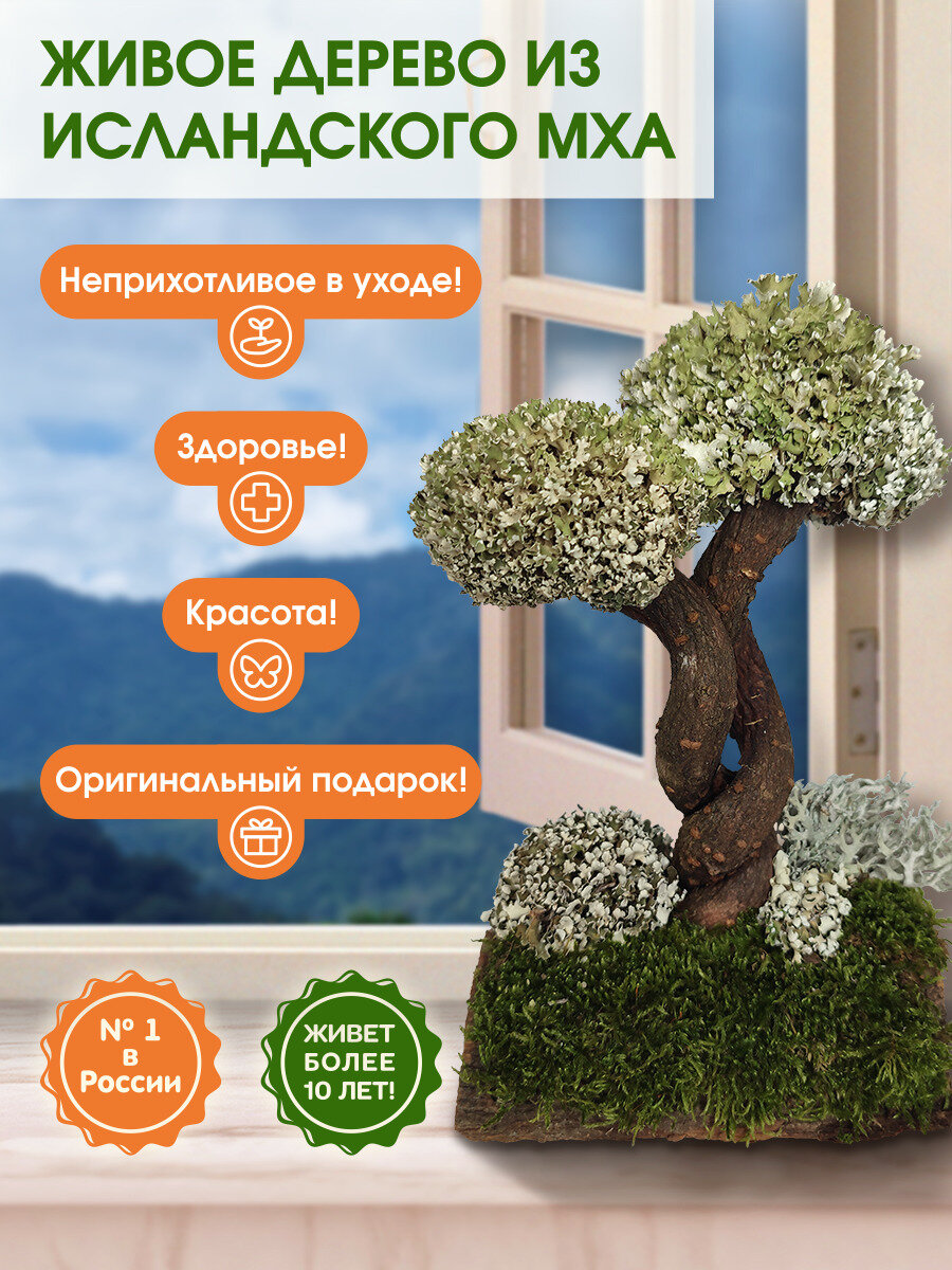 Живое дерево интерьерное из исландского мха цетрария, 19 см