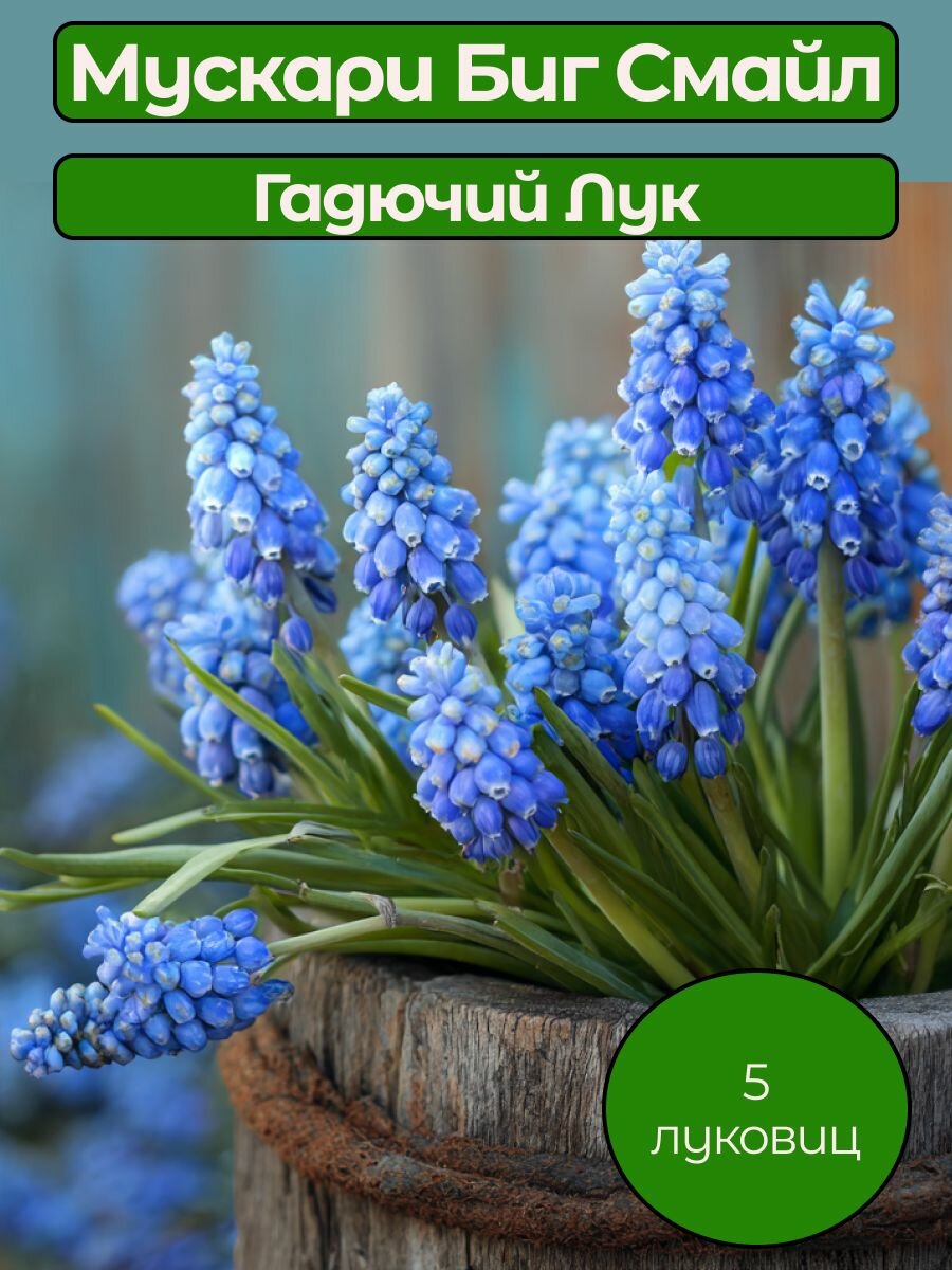 Мускари Биг Смайл (Гадючий Лук) луковицы 5 шт