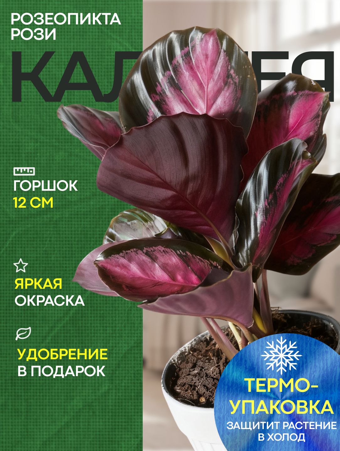 Калатея Розеопикта Рози саженец комнатного растения живой