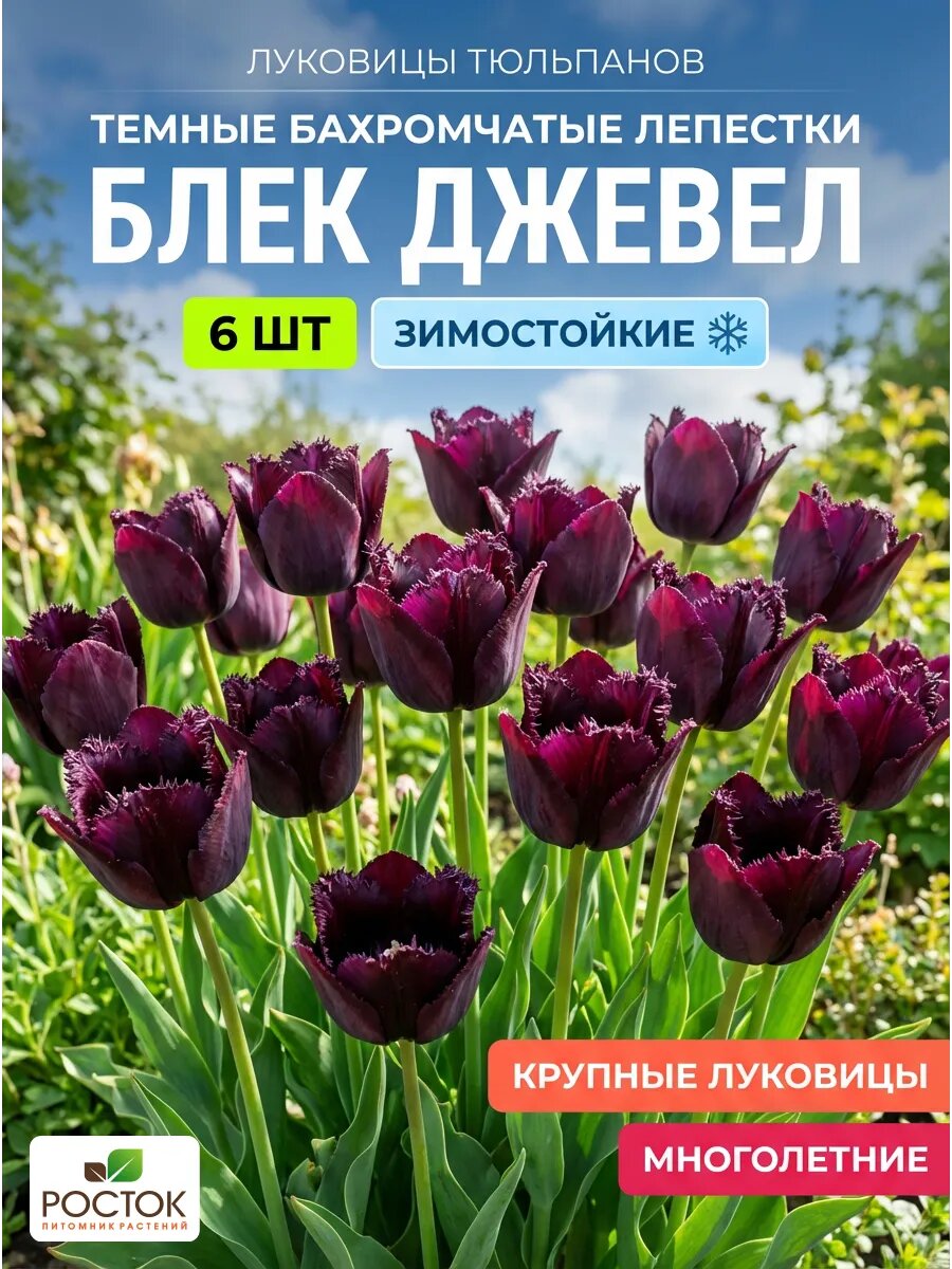 Тюльпаны луковицы для посадки Блек Джевел