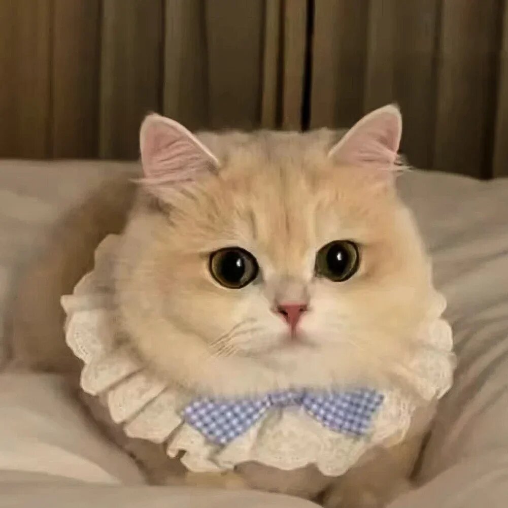 Кружевной бант с жемчугом для кошек M, Checkered Blue