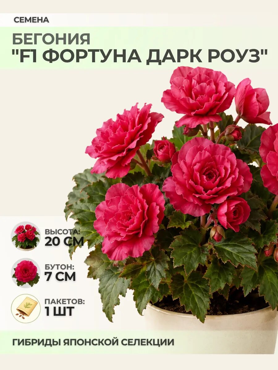 Бегония "Фортуна Дарк-Роуз" F1, супермахровые тёмно-розовые цветки, 1 упаковка, 4 шт. дражированных семян.