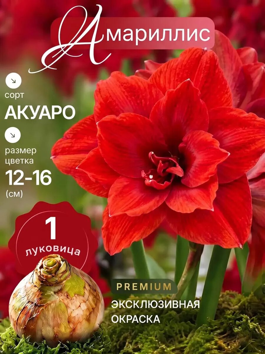 Амариллис цветок луковичные растения
