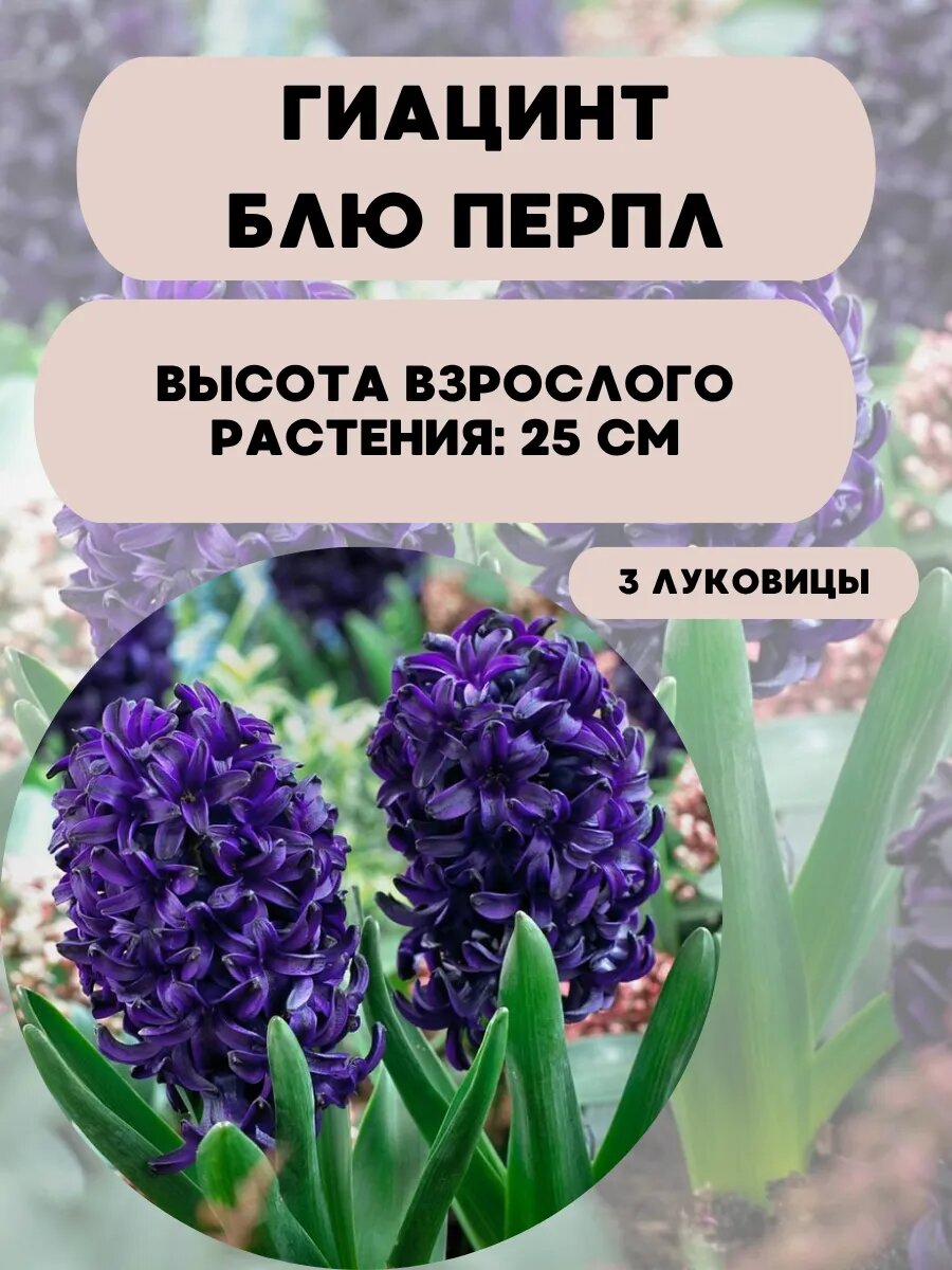 Гиацинт многолетний луковицы растений