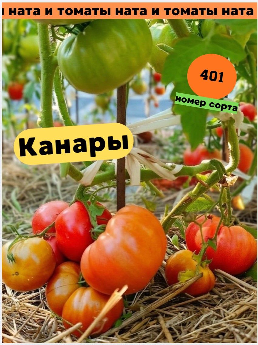Семена томата Канары (Коллекционный )10 шт