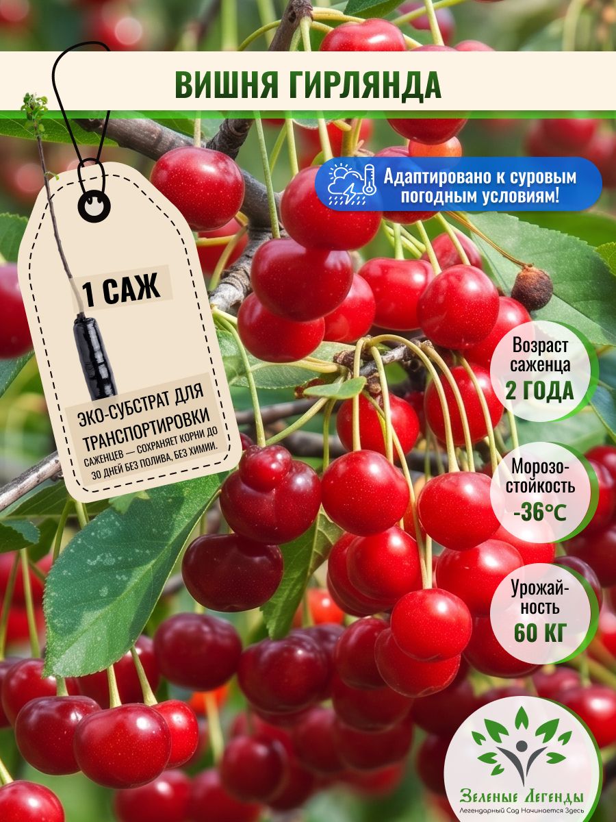 Вишня саженец Гирлянда