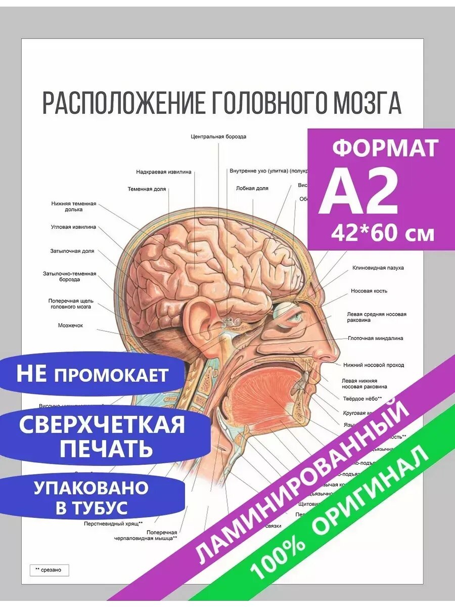 Постеры А2 по анатомии расположение головного мозга