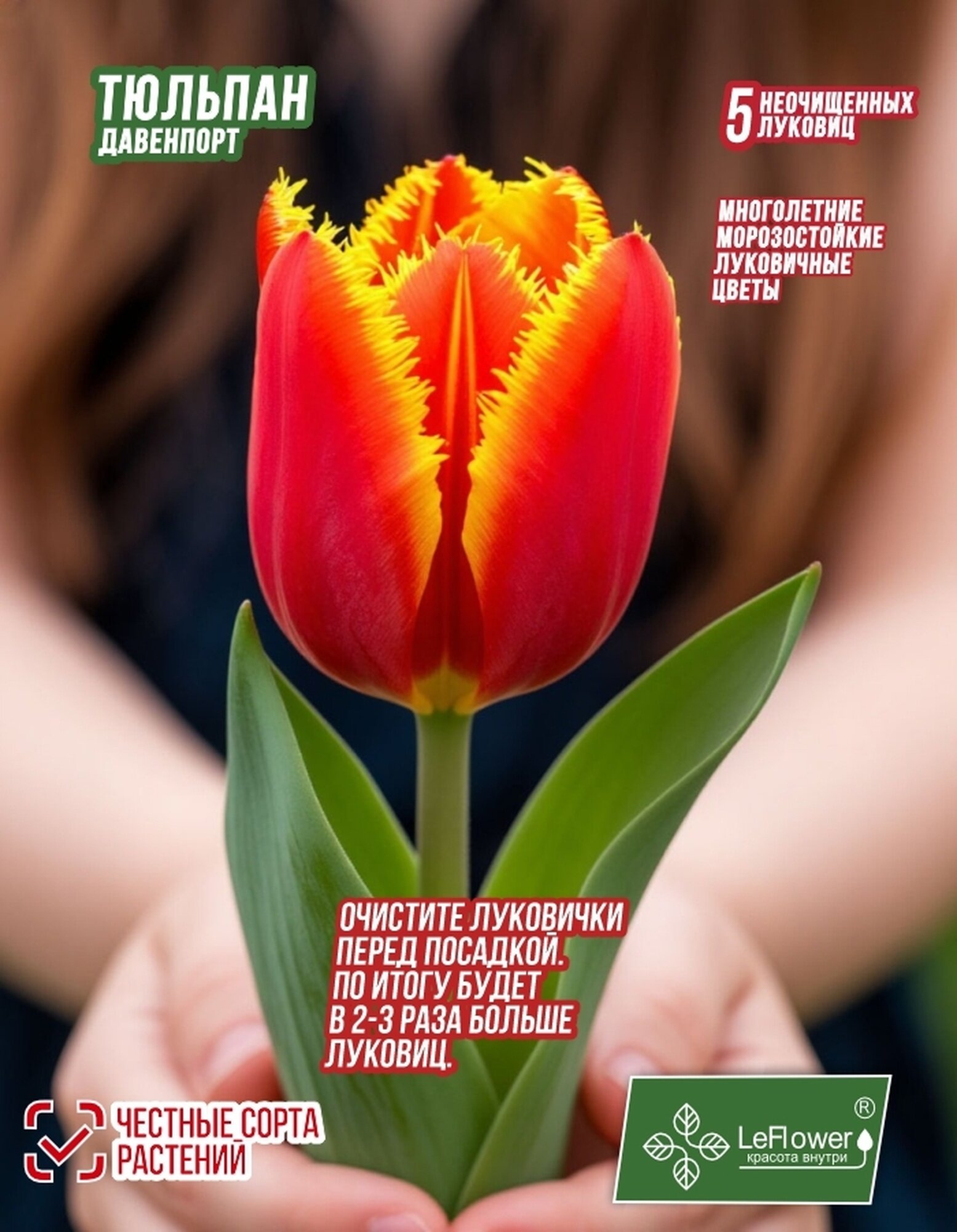 Тюльпан LeFlower Давенпорт, многолетние, высота 55см, упаковка 5 штук, одна упаковка