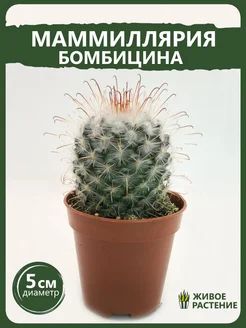 Кактус Маммиллярия Бомбицина, D-5
