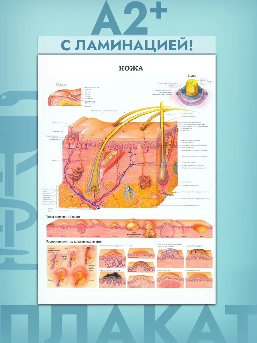 Постер А2 анатомия, кожа