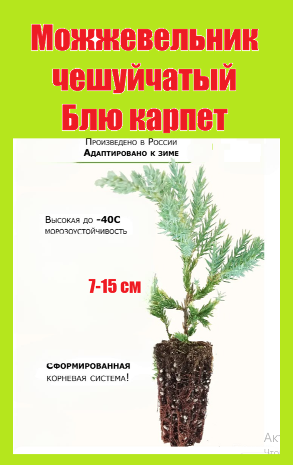 Саженец - -Можжевельник чешуйчатый Блю карпет. 10 см- 1 шт.