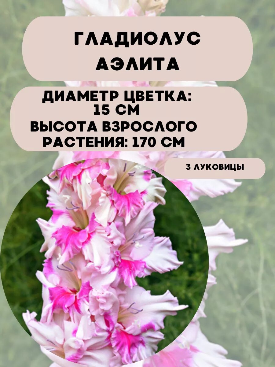 Гладиолус крупноцветковый/Луковицы гладиолуса