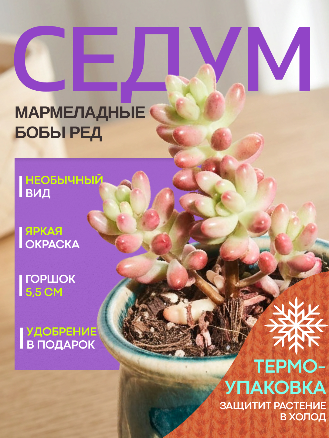 Седум Мармеладный Ред комнатный цветок в горшке живой