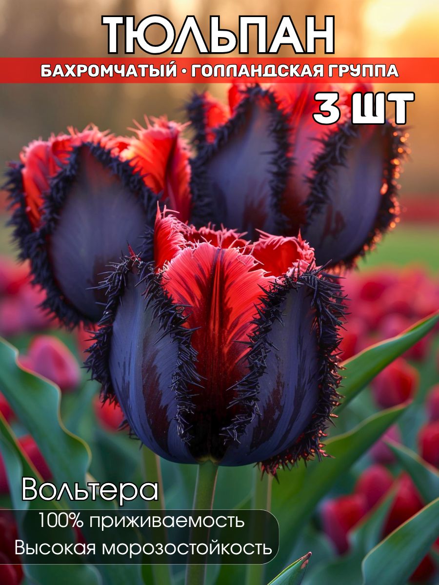Тюльпан Вольтера луковицы 3 шт