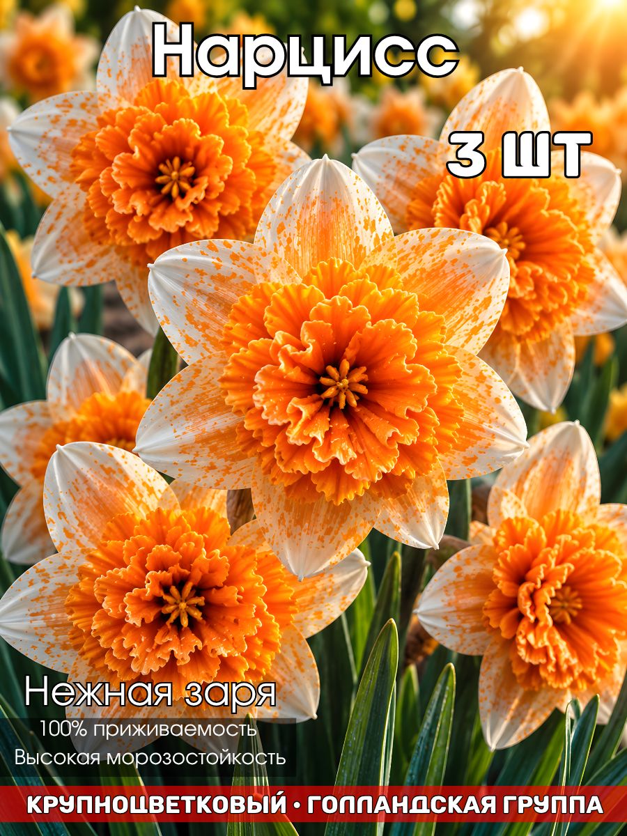 Нарцисс Нежная заря луковицы 3 шт