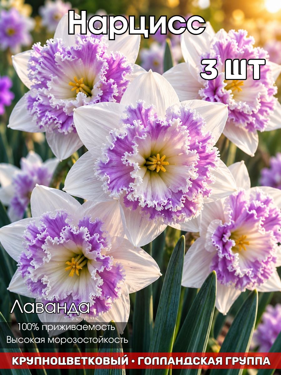 Нарцисс Лаванда луковицы 3 шт