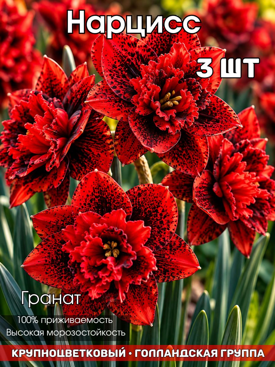 Нарцисс Гранат луковицы 3 шт