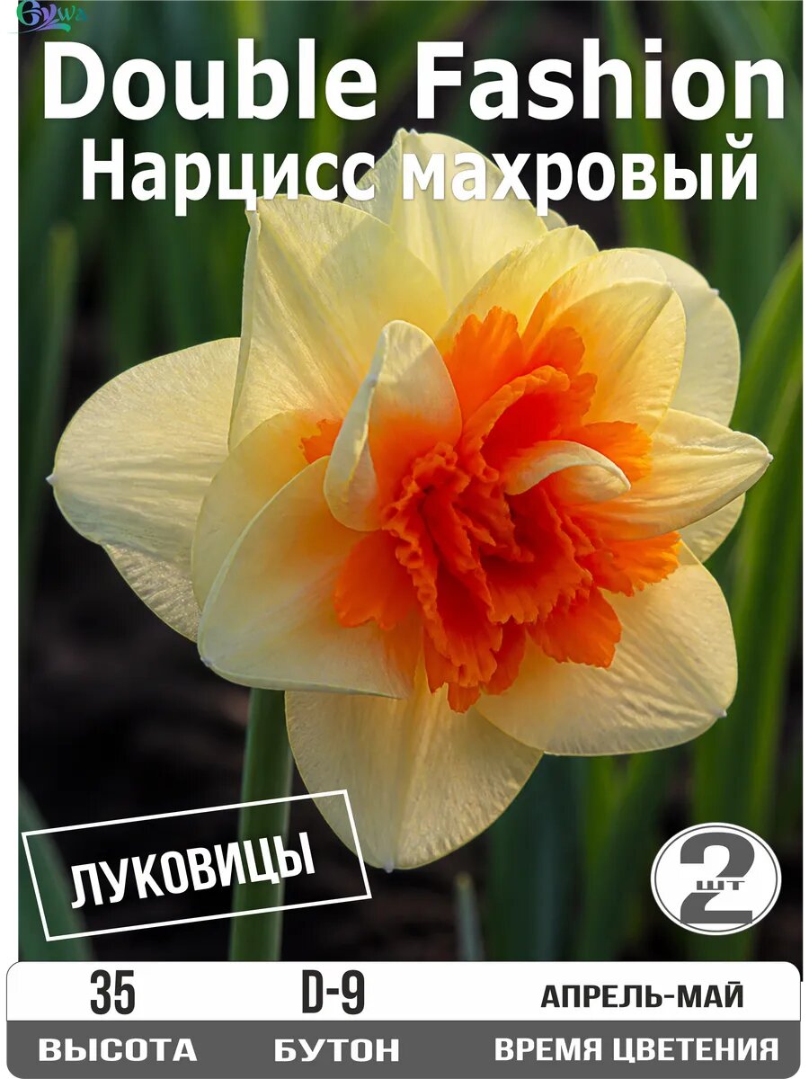 Нарцисс махровый Дабл Фэшн луковицы многолетние 2 шт