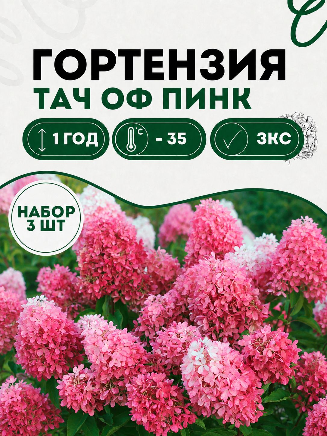 Гортензия P9 Тач оф Пинк 3 шт. Саженец с ЗКС в горшке! Идеально для сада!