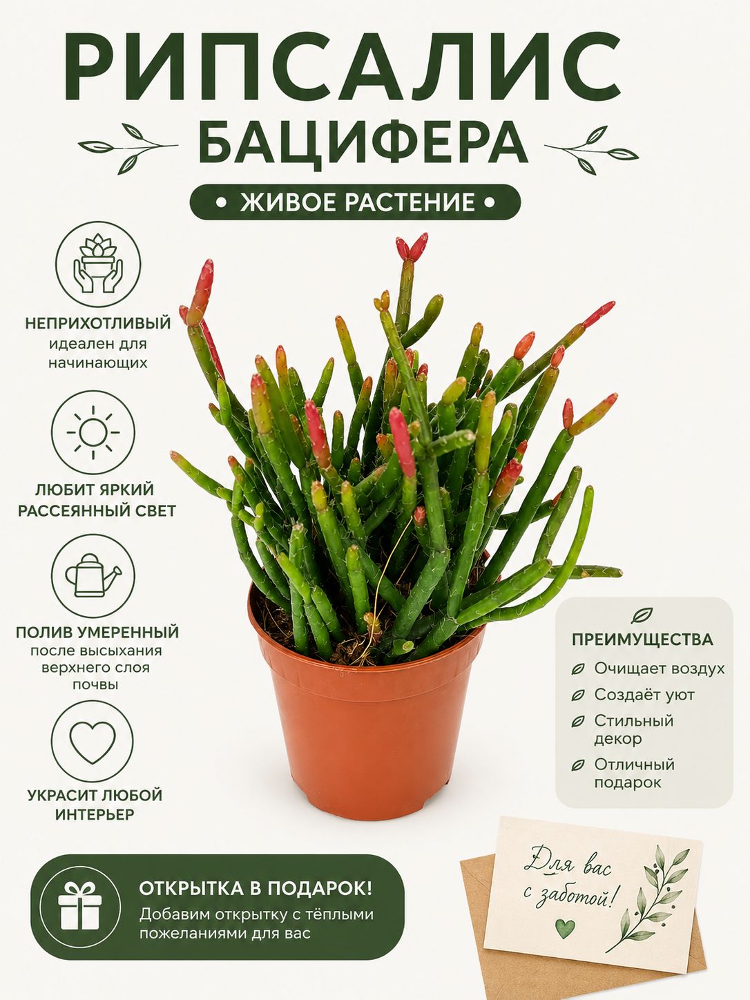Рипсалис Бацифера (Rhipsalis Вaccifera), суккулент живой, D-5 и открытка